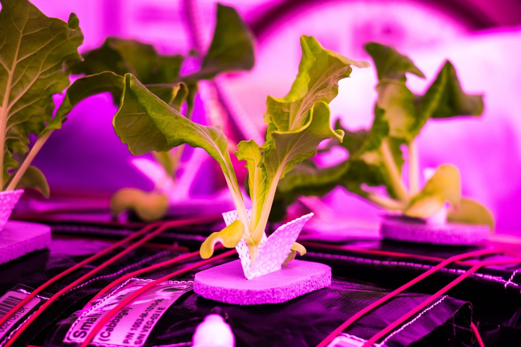 Veggie and Advanced Plant Habitat Experiments at NASA’s Kennedy Space ...